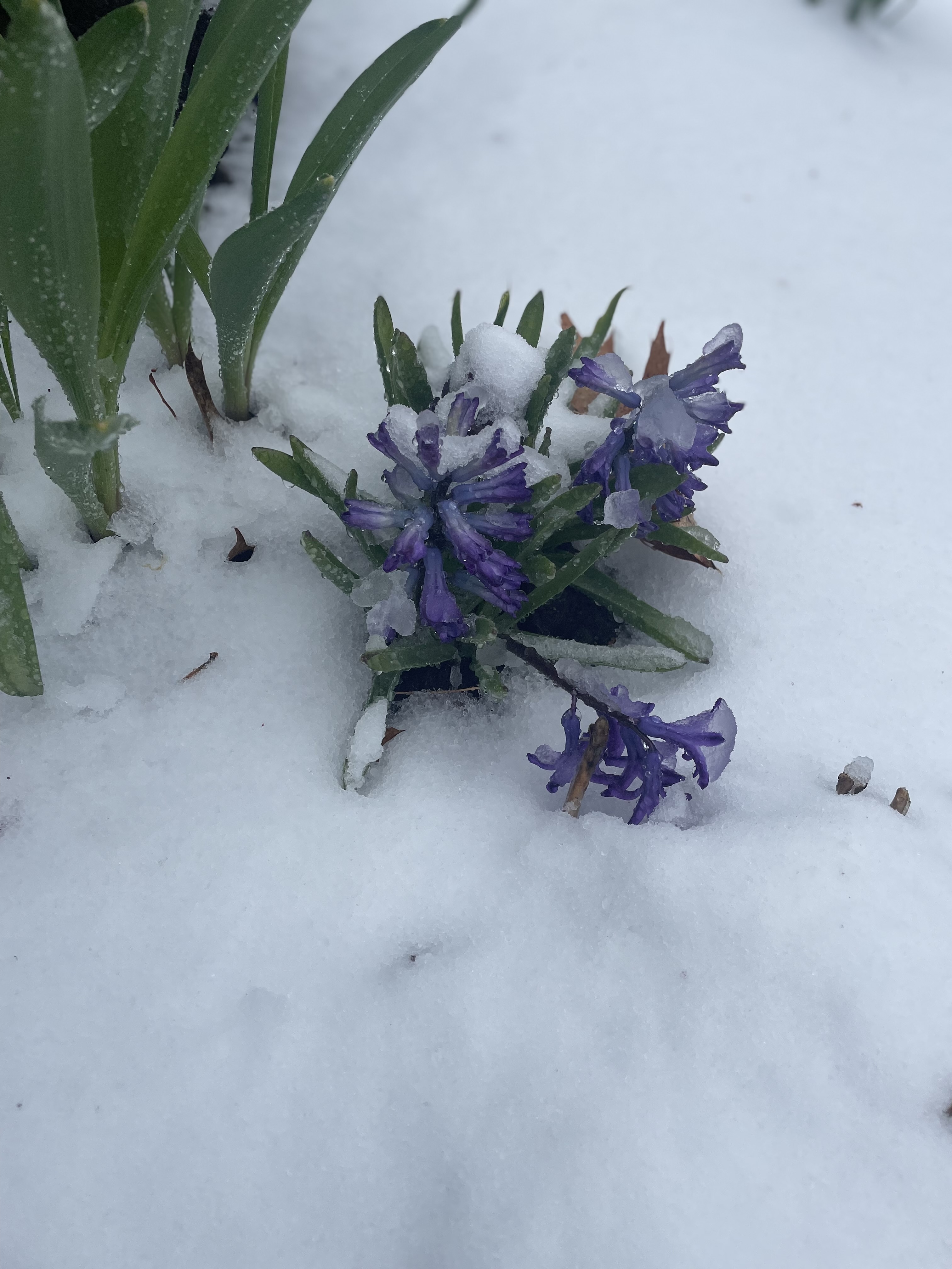 Spring Snowfall – the Essentialist Family